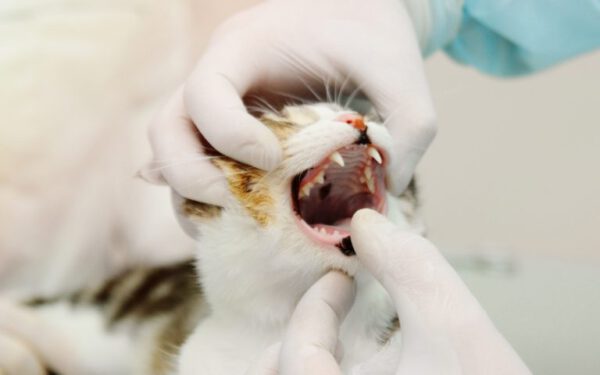Periodontal Disease: Symptoms, Treatment & Prevention » CatPointers