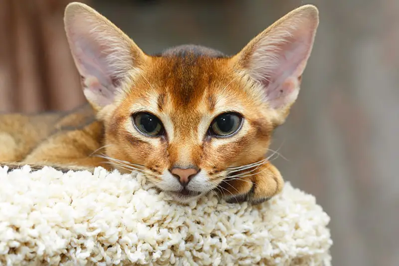 Abyssinian Cat Breed - Facts And Personality Traits » CatPointers Abyssinian Cat Breed - Facts And Personality Traits » CatPointers