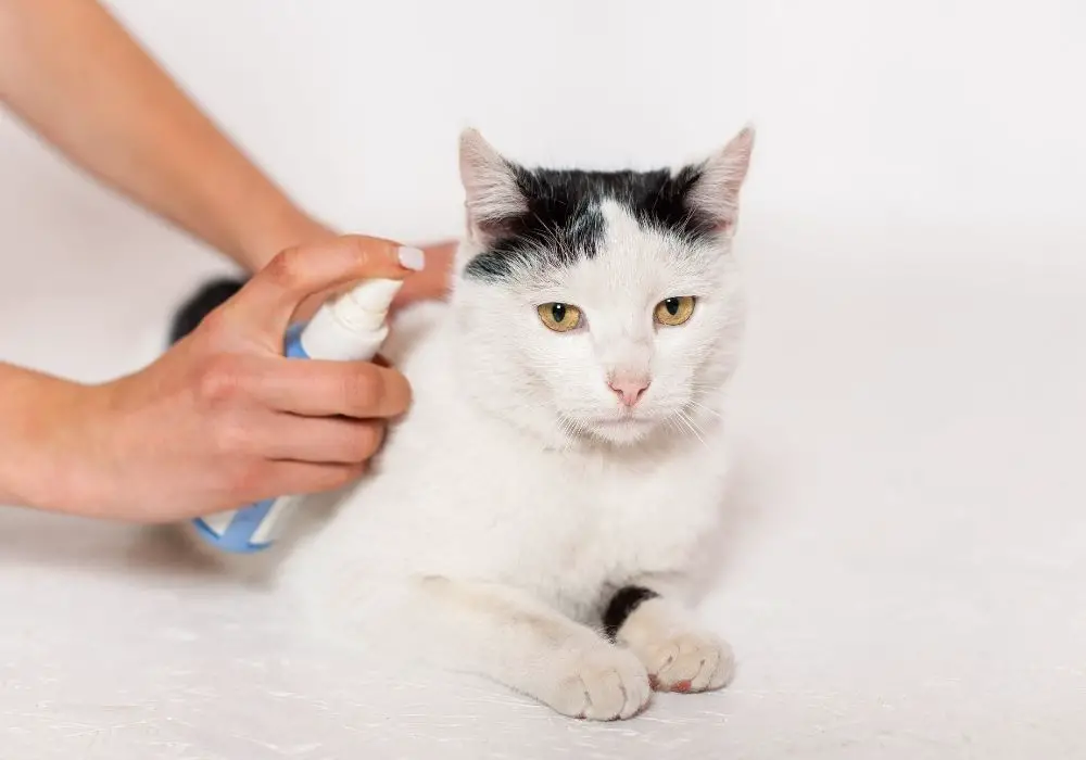 Why Does My Cat Keep Scratching Its Neck? (4 Common Causes) » CatPointers Why Does My Cat Keep Scratching Its Neck? (4 Common Causes) » CatPointers