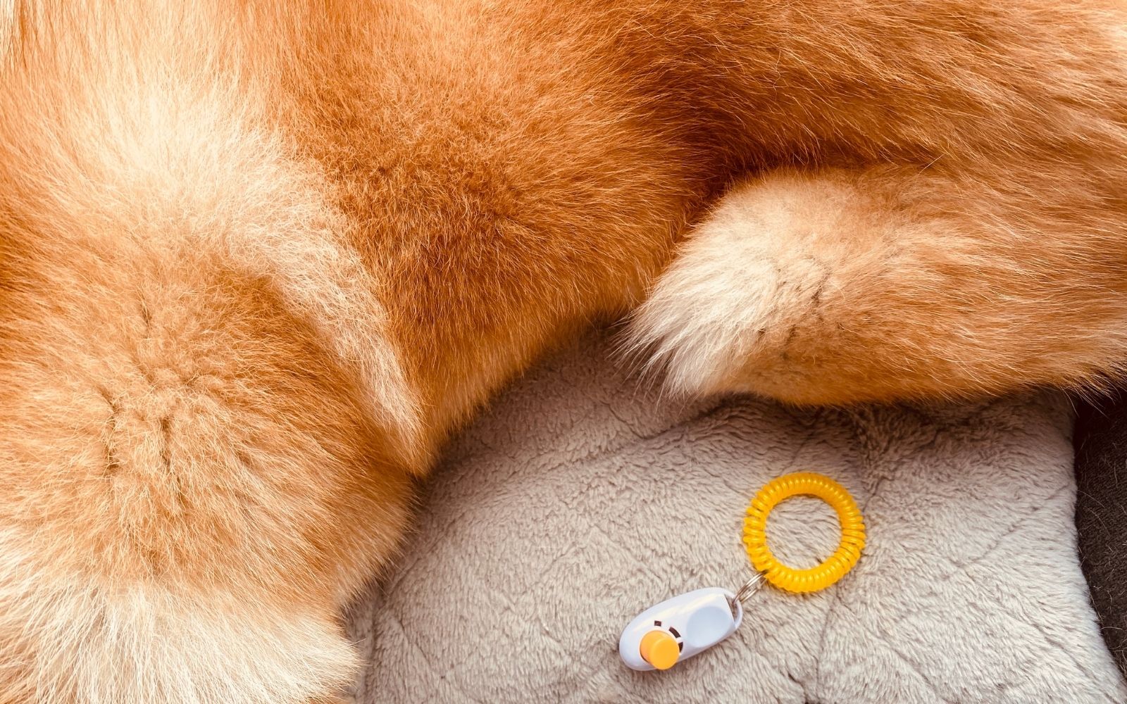 Clicker Training For Cats - Everything You Need To Know » CatPointers