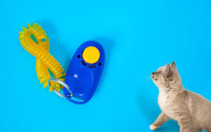 Clicker Training For Cats - Everything You Need To Know » CatPointers