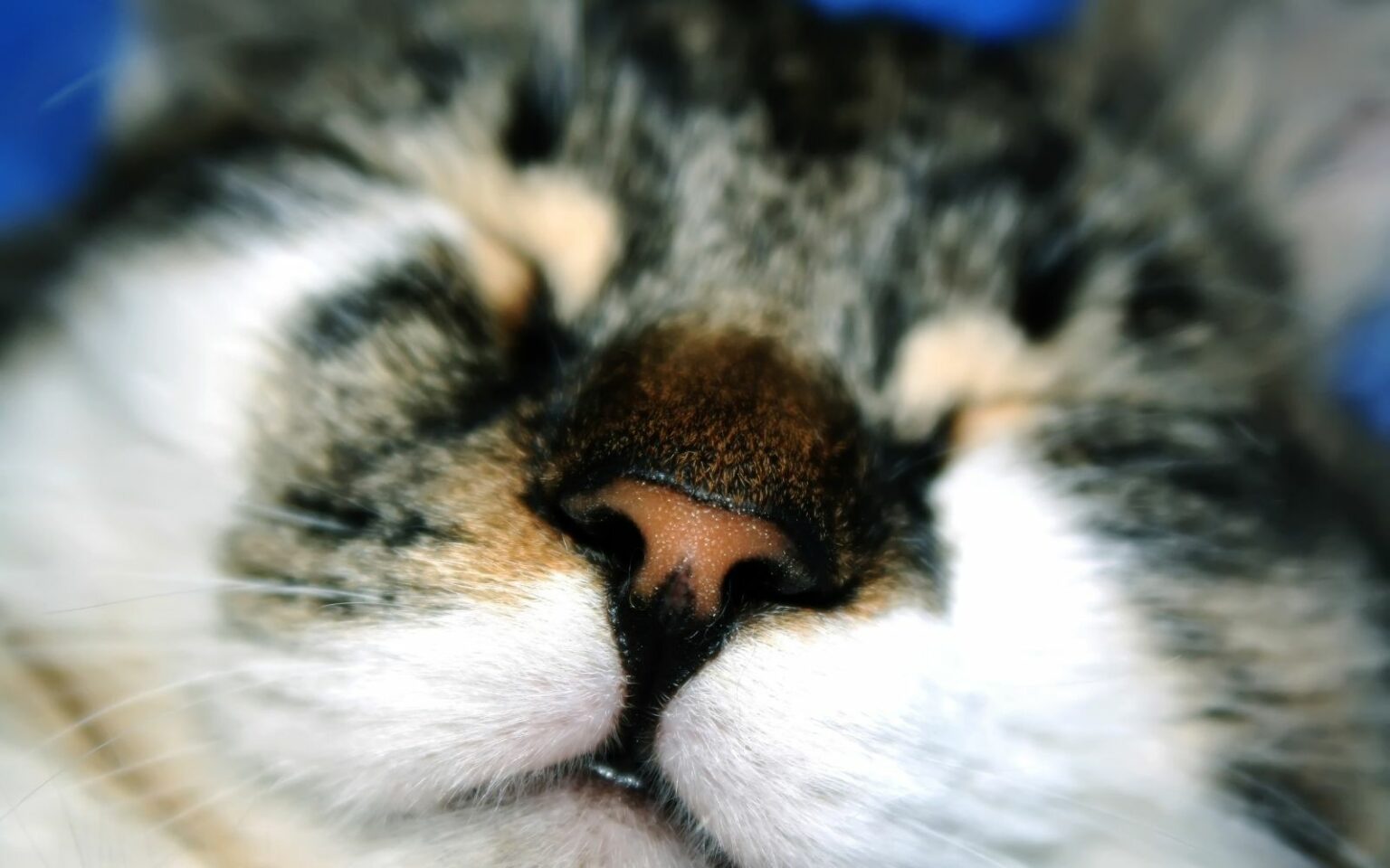 Why Is My Cat Snorting? Here's 6 Reasons Why! » CatPointers